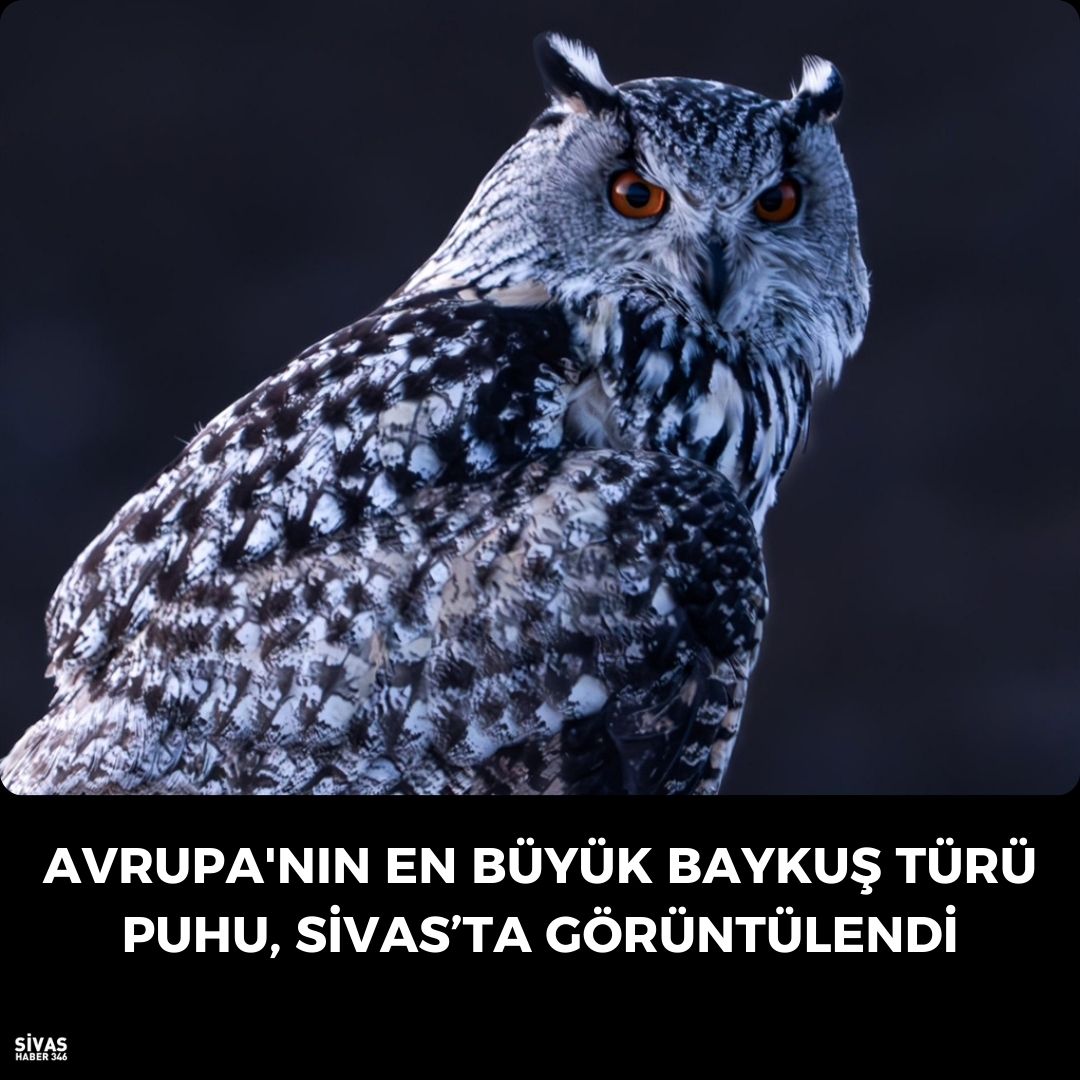 Avrupa’nın En Büyük Baykuş Türü Puhu, Sivas’ta Görüntülendi – Sivas ...
